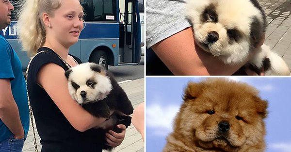 Hond Die Op Een Pandabeer Lijkt