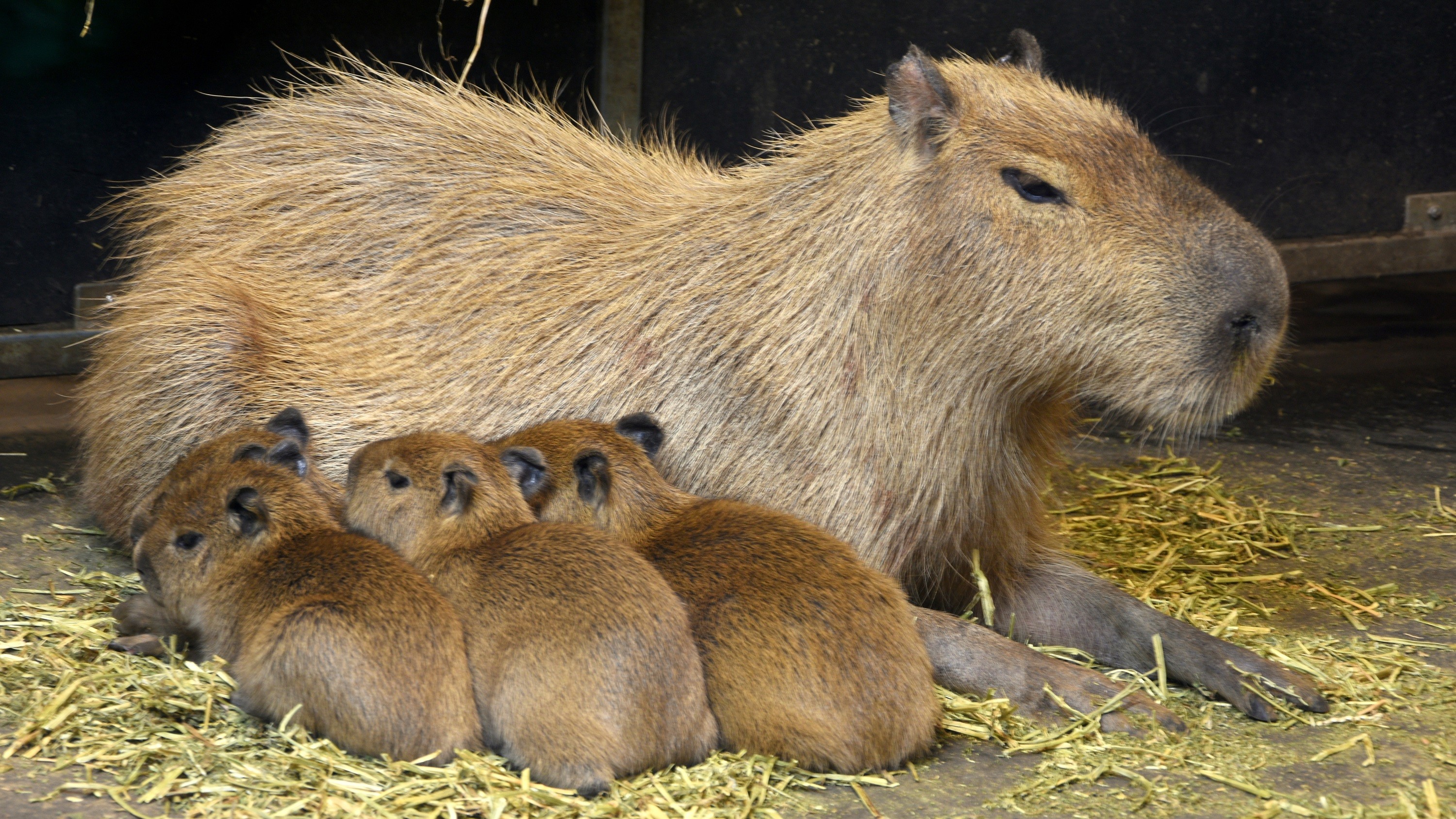 Capibara Bambino Capybaras Afbeeldingen, Stockfoto's En Afbeeldingen